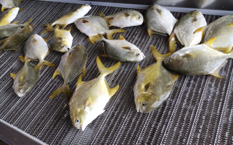 Is Golden Pomfret a Good Fish? | Ipompano