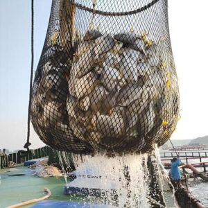 Pompano vs. Pomfret: Key Differences Explained (FAQs)